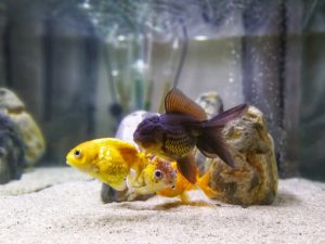 Taking Care of Goldfish for Beginners – 3 basic considerations to start ...