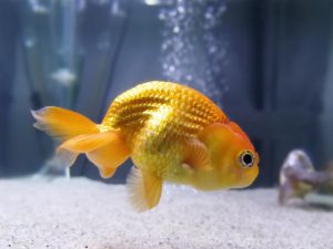 What is a Calico Goldfish? – Hint: It is all about the scales – My ...